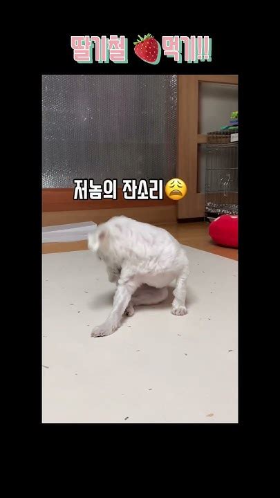 집사들아 너네만 먹냐 나도 먹는다 딸기철 딸기 먹방 보기 Youtube