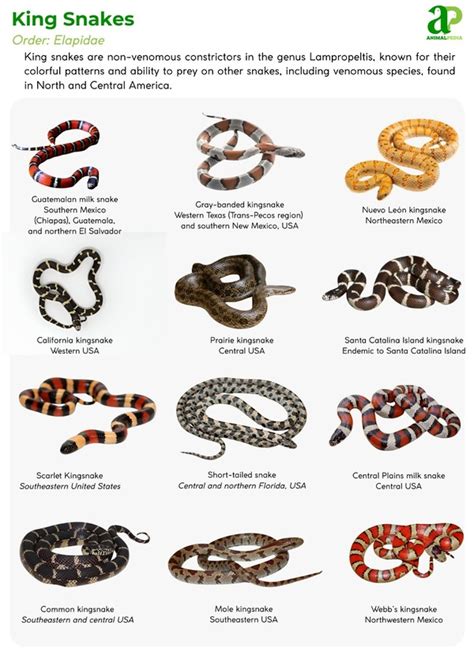 King Snake Tricolor Patterns Habitat And Expert Climbing Skills