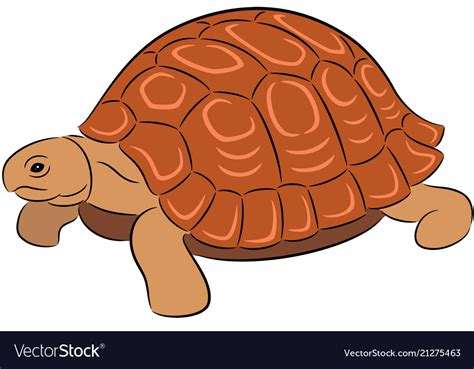 Tortoise Vector