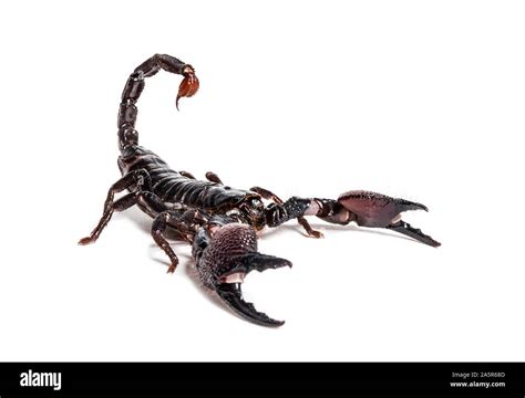Emperor Scorpion Pandinus Imperator In Front Of White Background