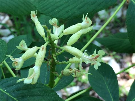 Dwarf Buckeye Aesculus Sylvatica Care Guide
