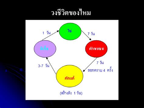 ทักษะกระบวนการทางวิทยาศาสตร์ เกษร คําฟู หน้าหนังสือ 44 พลิก Pdf