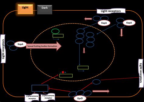 Paracoccidioides Spp Model For Interaction Of Mating Components Based