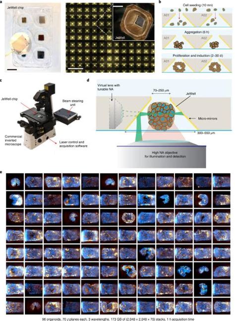 Joe Guy On Linkedin Automated High Speed 3d Imaging Of Organoid