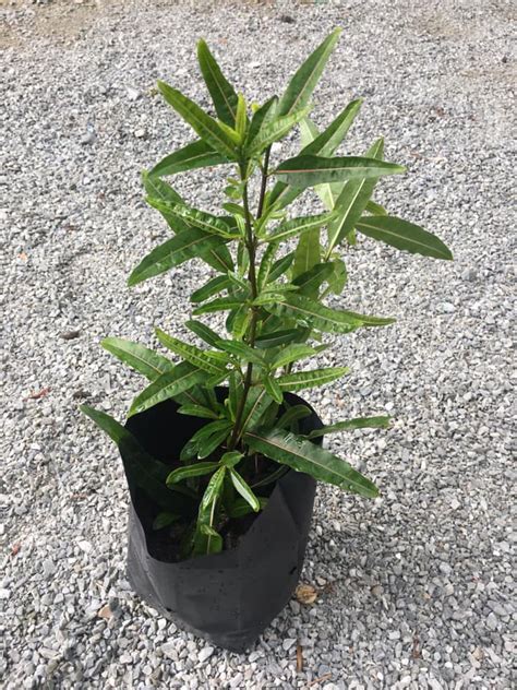 🌲ขายต้นเสลดพังพอนตัวผู้ 3 ต้น 50 บาท สั่งซื้อ 100 ต้นขึ้นไป ต้นละ 10 บาทค่ะ 🌴สรรพคุณทางยามากมาย