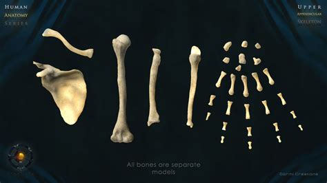 3d Model Human Upper Appendicular Skeleton Bones
