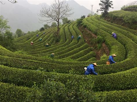 县茶文化研讨会暨第三届采茶节在九龙山茶场举行
