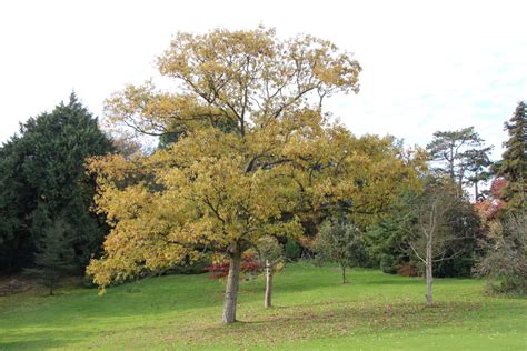 Quercus Variabilis Pan Global Plants