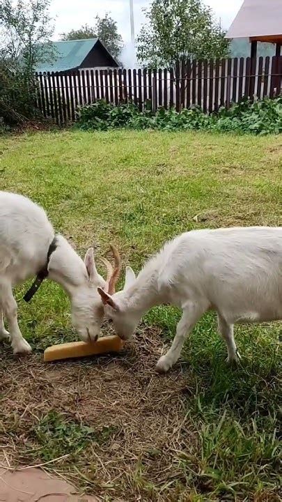 Доброго всем дня Красотка и Белянка🐐🤣 юзают непонятный предмет😄
