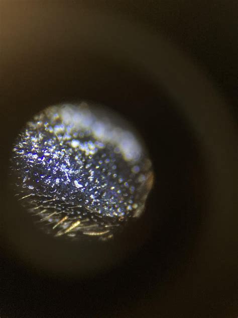 Boxelder Bug Microscopy250x Rentomology