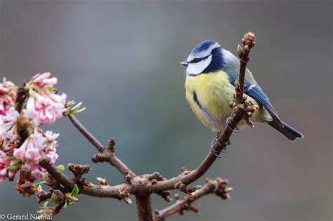 Birds Animals Photography Branch Wildlife Spring Beak Titmouse