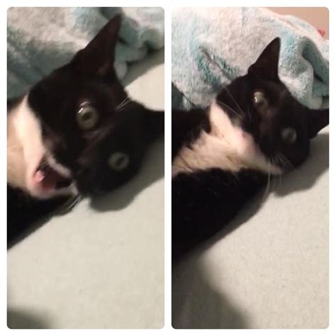 When The Catnip Hits Gatitos Lindos Gatos