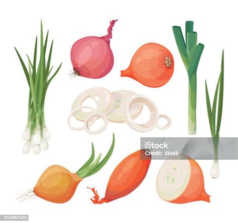 양파 샬롯 부추 벡터 아이콘 세트 원시 야채의 만화 그림 포장을위한 고립 된 그래픽 요소 메뉴 양파에 대한 스톡 벡터 아트 및 기타 이미지 Istock