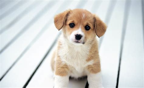 Тэжээвэр амьтны гэрчилгээг аймаг нийслэлээс өгнө