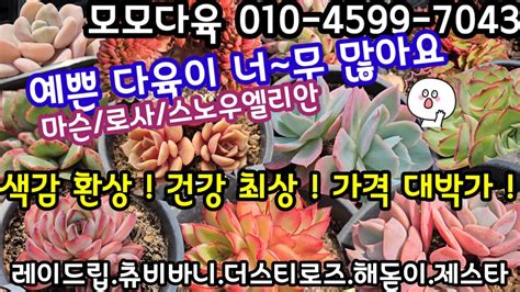 차원이 다른 다육이 또 대박 예감 찜이먼저에요~🌸다육이도 대박 가격도 대박 👍 모모다육 010 4599 7043 24611일 Youtube