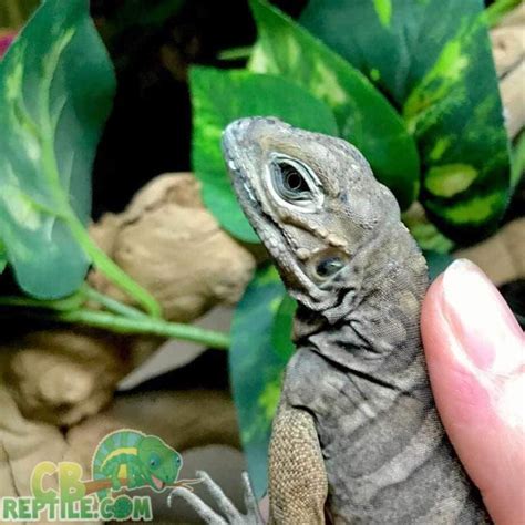 Rhino Iguana Care Sheet Rhinoceros Iguana Care Guide Habitat Lighting