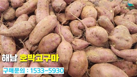 신바람 농산물 협력농가 판매상품 1533 5930 신선마켓com 해남 호박고구마 판매합니다 Youtube