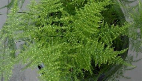 Plantas De Helechos 13 Tipos Diferentes Y Perfectas Para Tu Hogar