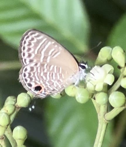 Nacaduba Russelli · Inaturalist Mexico