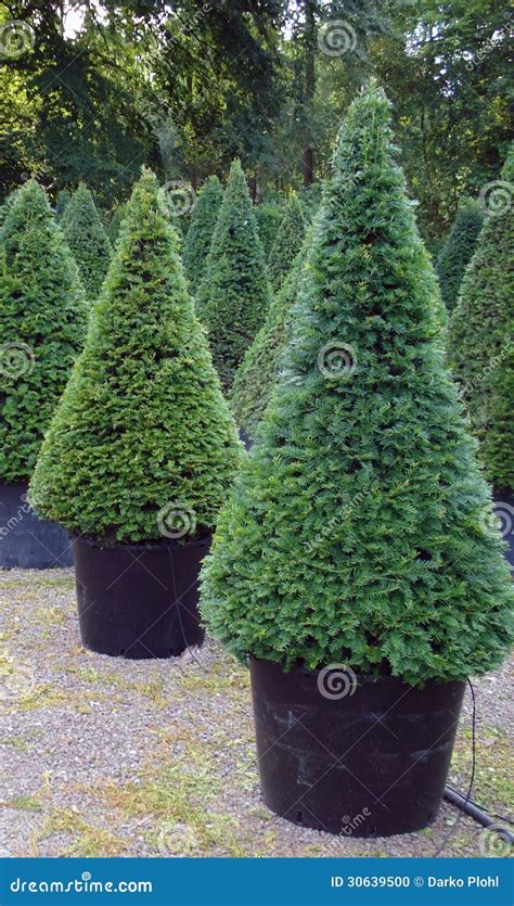 Piante Del Tasso Taxus Baccata Fotografia Stock Immagine Di