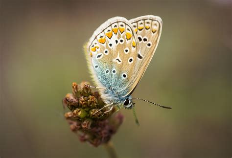 30 000 Free Gradient Butterfly And Butterfly Images Pixabay