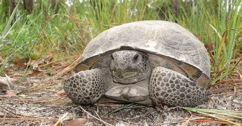 Gopher Tortoise Fwc