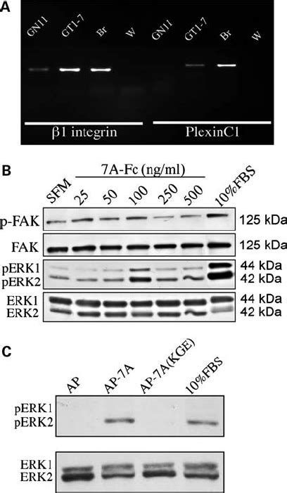 Sema7a Activates The B 1 Integrinmapk Pathway And Increases The