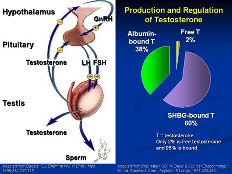 Testosterone Diagram