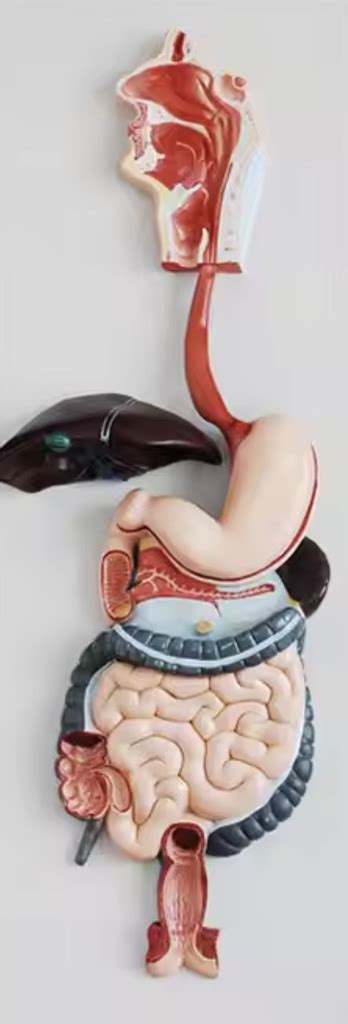 Digestive System Diagram Quizlet