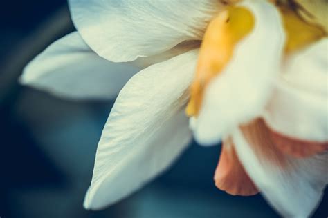 수선화 꽃 하얀색 Pixabay의 무료 사진 Pixabay