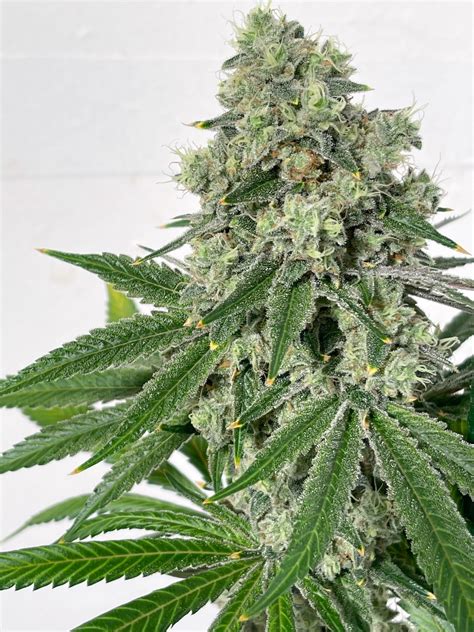 Marsh Mellow Lovin Ethos