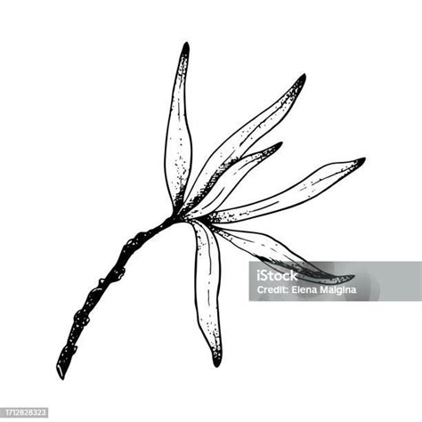 Vecteur Branche Dolivier Avec Illustration De Croquis De Feuilles