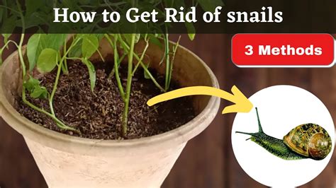 How To Get Rid Of Snails On Beach Morning Glory Plants