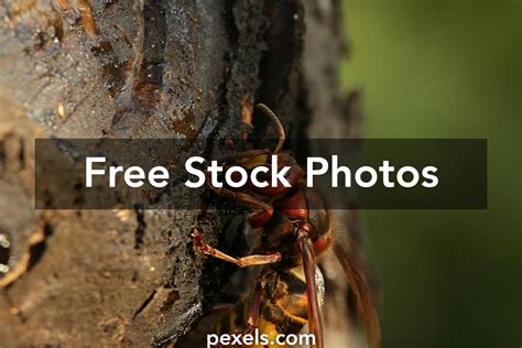Yellow Sap Belly Sap Sucker Photos Download The Best Free Yellow Sap Belly Sap Sucker Stock