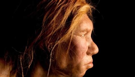 Scientists Identify Gene Flow Of Modern Humans With Neanderthals 24horas