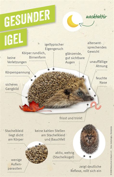 So Helfen Sie Dem Igel Richtig BUND Naturschutz BN