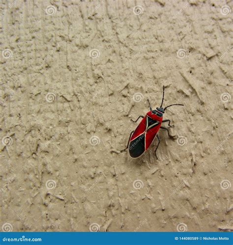 Small Milkweed Bugs Mating Royalty Free Stock Image