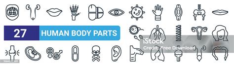 편도선 두 개의 신장 큰 입술 손바닥 인간의 폐 자궁의 태아 남자 어깨 모바일 앱 웹용 대장 벡터 아이콘과 같은 27개의 가는 선 인체 부품 아이콘 세트 아이콘에 대한 스톡