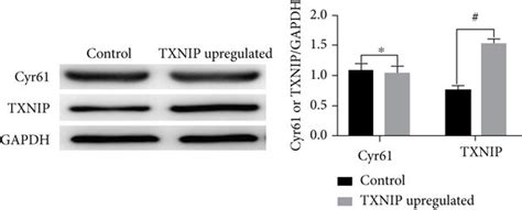 the effect of upregulating txnip on the expression of cyr61 x±s n 3