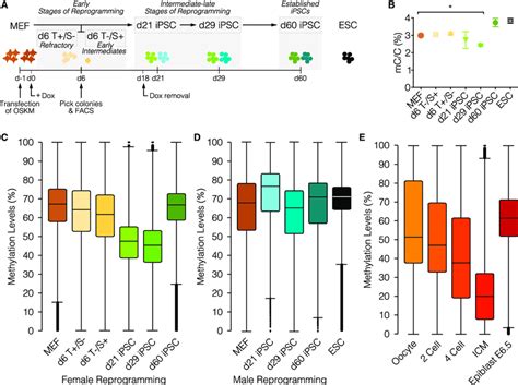 Global Dna Demethylation Dynamics During Ipsc Reprogramming A Scheme