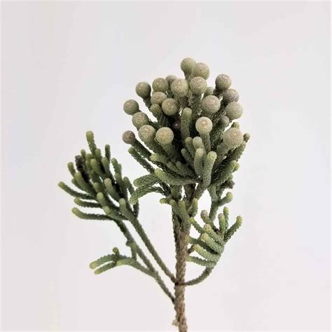 Brunia Berry Wholesale Bulk Flowers Cascade Floral