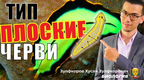 Тип плоские черви - YouTube