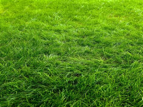 Premium Photo 8k Grass Background Natural Green Grass Grass Lawn