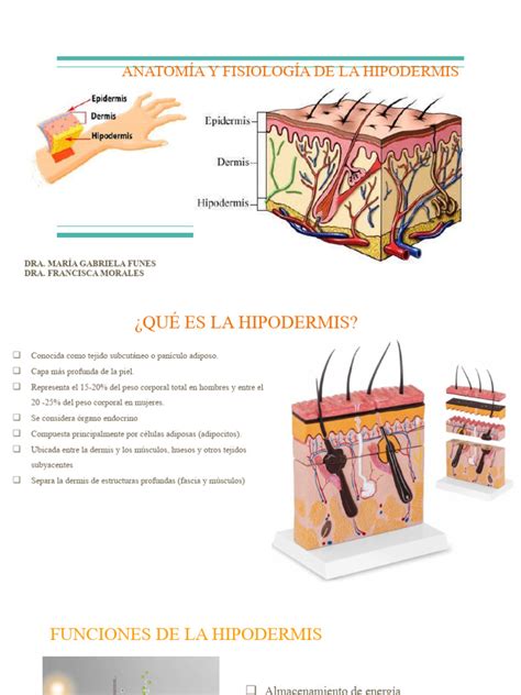 Anatomia Y Fisiologia De La Hipodermis Final Pdf Tejido Adiposo