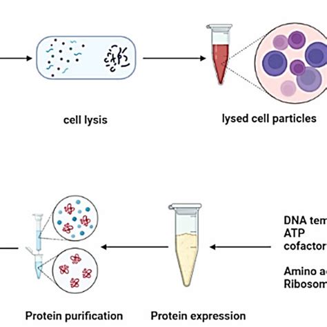 A Simplified Representation Of Cell Free Protein Expression System By