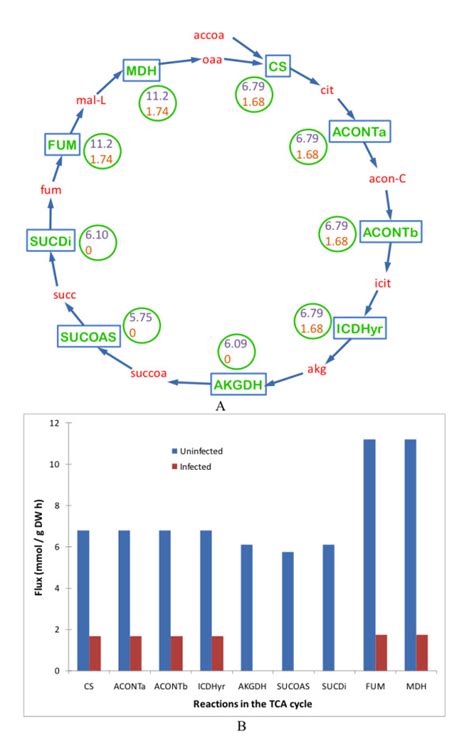 Comparison Of The Tca Cycle In A Ms2 Phage Infected Escherichia Coli