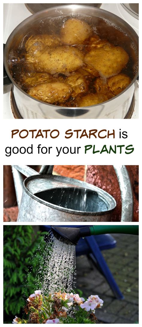 Using Potato Water In The Garden To Nourish Plants With Potato Starch