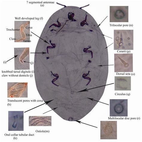 Nipaecoccus Viridis Key Characters Diagrammatic View A Dorsal
