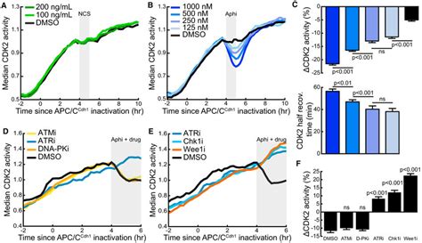 Cdk2 Activity Is Transiently Suppressed By Exogenous Replication Stress Download Scientific
