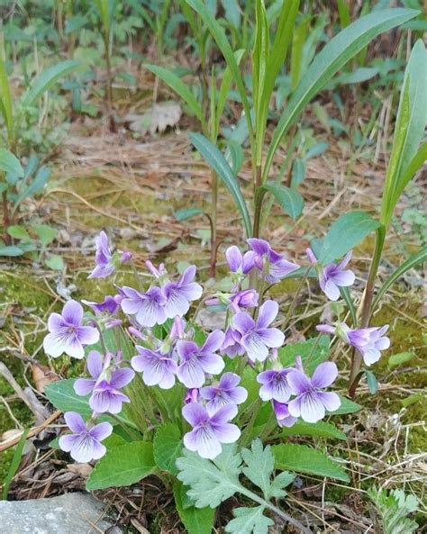 제비꽃 제비꽃 종류 16종 정리대략 정리 네이버 블로그